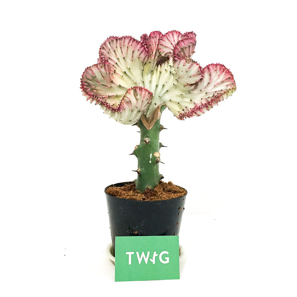 Coral Cactus - Bristol House Plant Shop & Delivery - Twig Plants