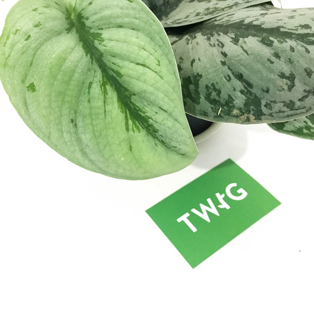 Scindapsus Pictus Trebie - Bristol House Plant Shop & Delivery - Twig ...