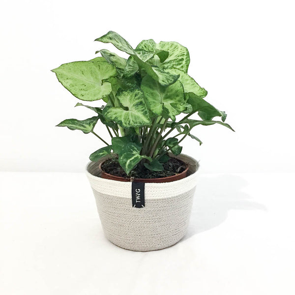 Ivory - Modern Handmade Indoor Plant Pot - Twig Plants