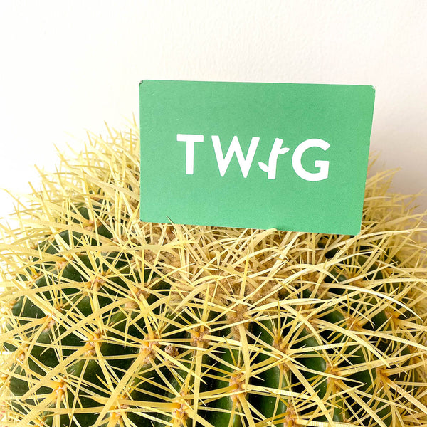 Golden Barrel Cactus - Bristol House Plant Shop & Delivery - Twig Plants