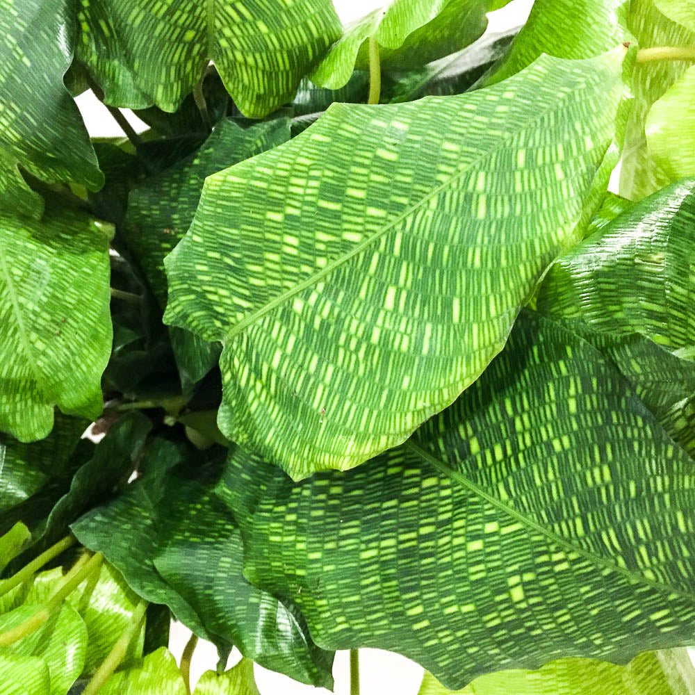 Calathea Network - Bristol House Plant Shop & Delivery - Twig Plants
