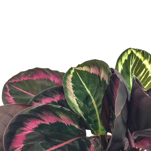 Calathea Little Princess - Bristol House Plant Shop & Delivery - Twig ...