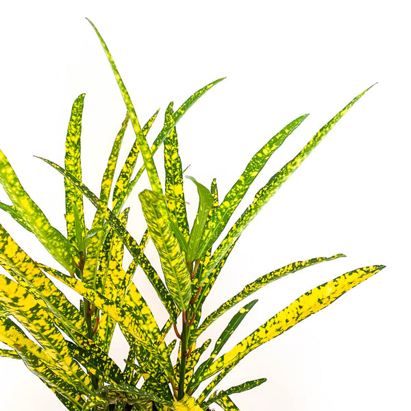 Codiaeum 'Gold Star' - Bristol House Plant Shop & Delivery - Twig Plants