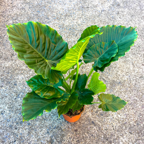 Dwarf Elephants Ear - Bristol House Plant Shop & Delivery - Twig Plants