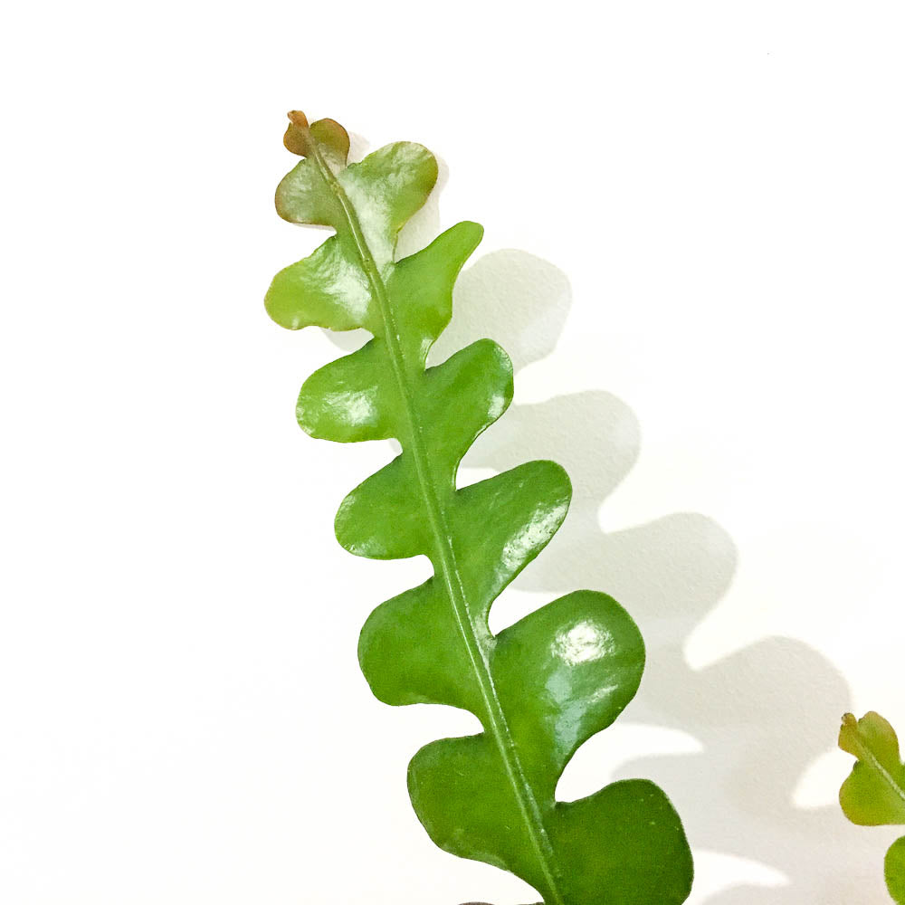 Fishbone Cactus - Bristol House Plant Shop & Delivery - Twig Plants