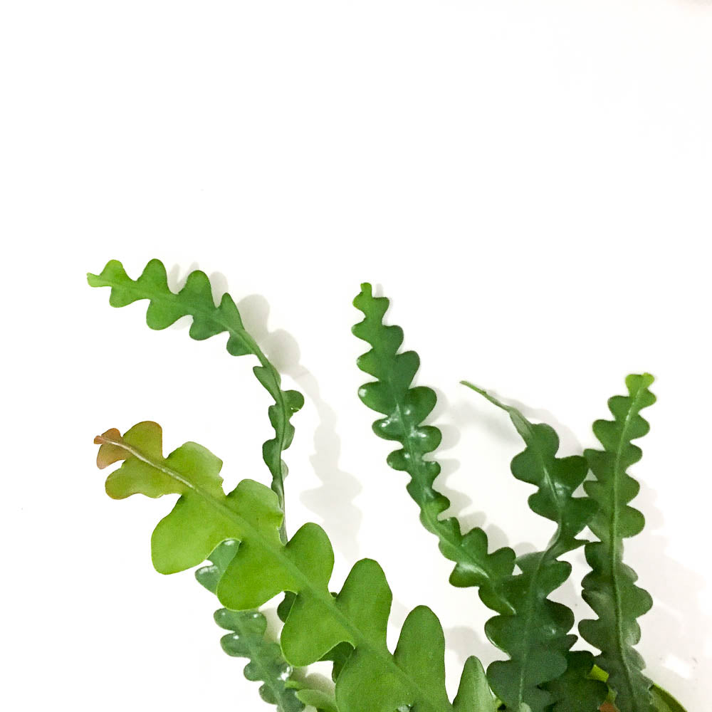Fishbone Cactus - Bristol House Plant Shop & Delivery - Twig Plants