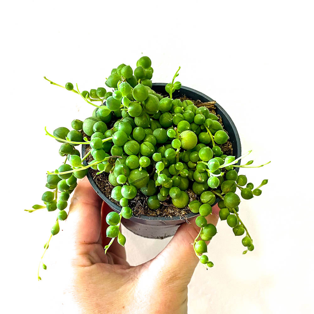 Senecio Varied Small - Bristol House Plant Shop & Delivery - Twig Plants