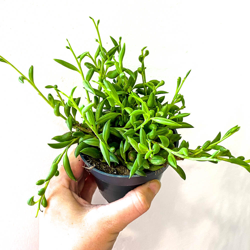 Senecio Varied Small - Bristol House Plant Shop & Delivery - Twig Plants