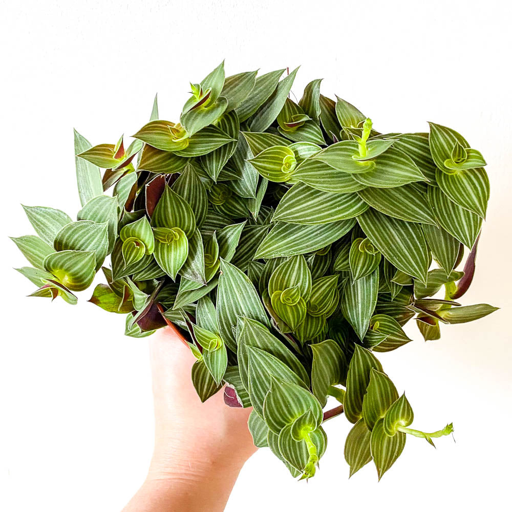 Tradescantia tiama - Bristol House Plant Shop & Delivery - Twig Plants