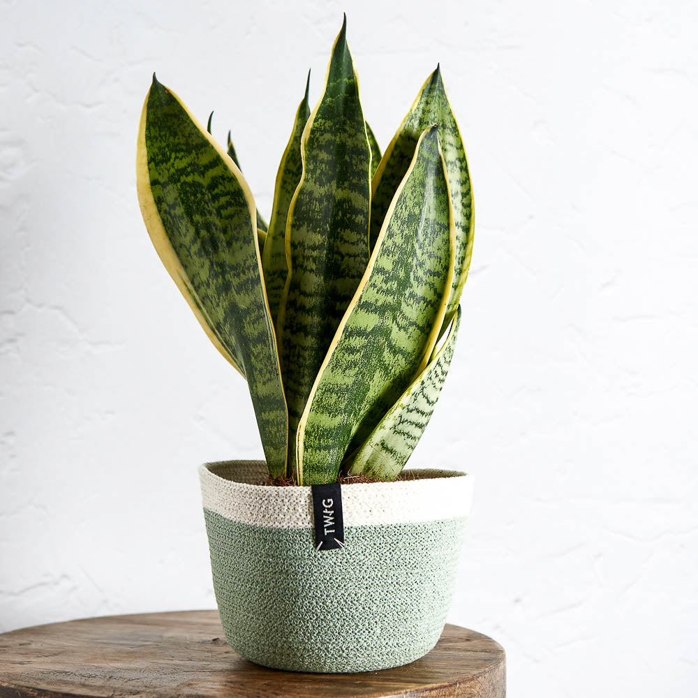 Eucalyptus - Modern Handmade Indoor Plant Pot - Twig Plants