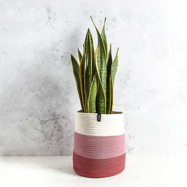Custom Made Pot - Modern Handmade Indoor Plant Pot - Twig Plants