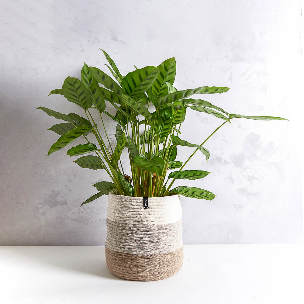 Desert - Modern Handmade Indoor Plant Pot - Twig Plants